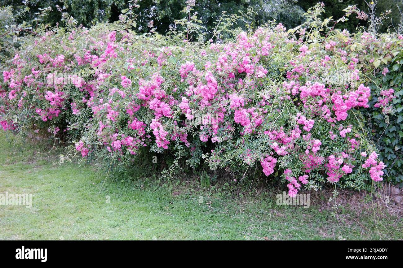 A lush pink shrub in a green garden. A lot of pink flowers from a bush ...