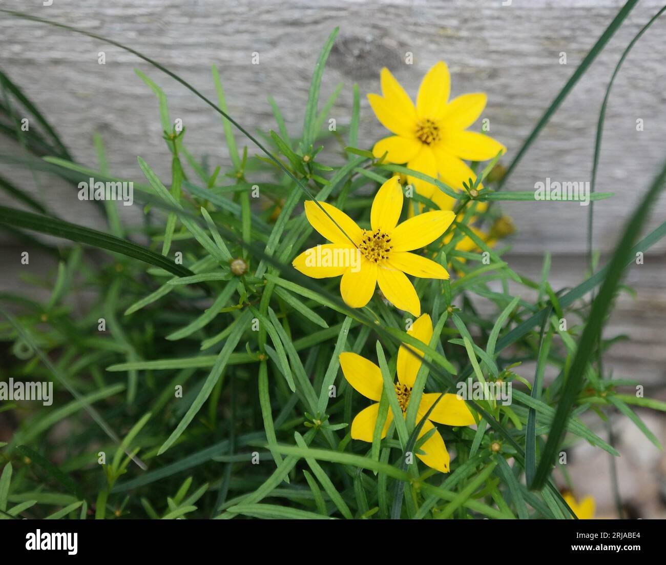 Close-up of Coreopsis verticillata or Tickseed. The yellow petals of a ...