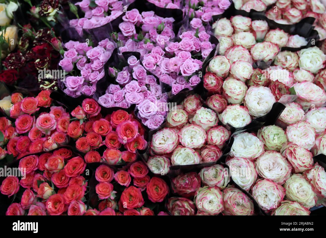 Fresh roses of various colors draw customers in Dounan flower market in ...