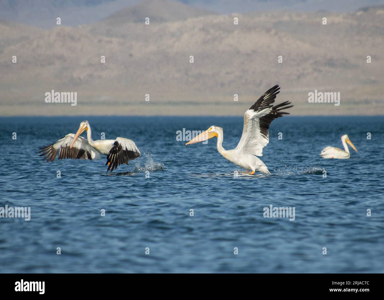 Two pelicans flying and fishing in the blue water. Desert stones in the ...