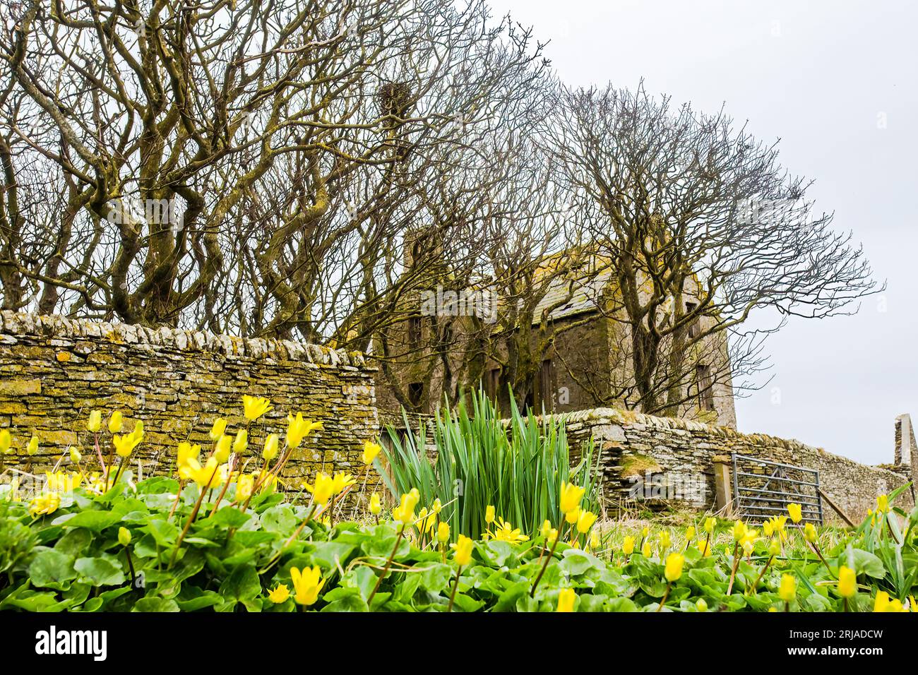 Emerging Scottish spring Stock Photo - Alamy