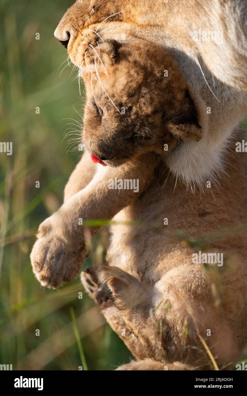 The little lion cub sticks out a tiny tongue MAASAI MARA, KENYA ...