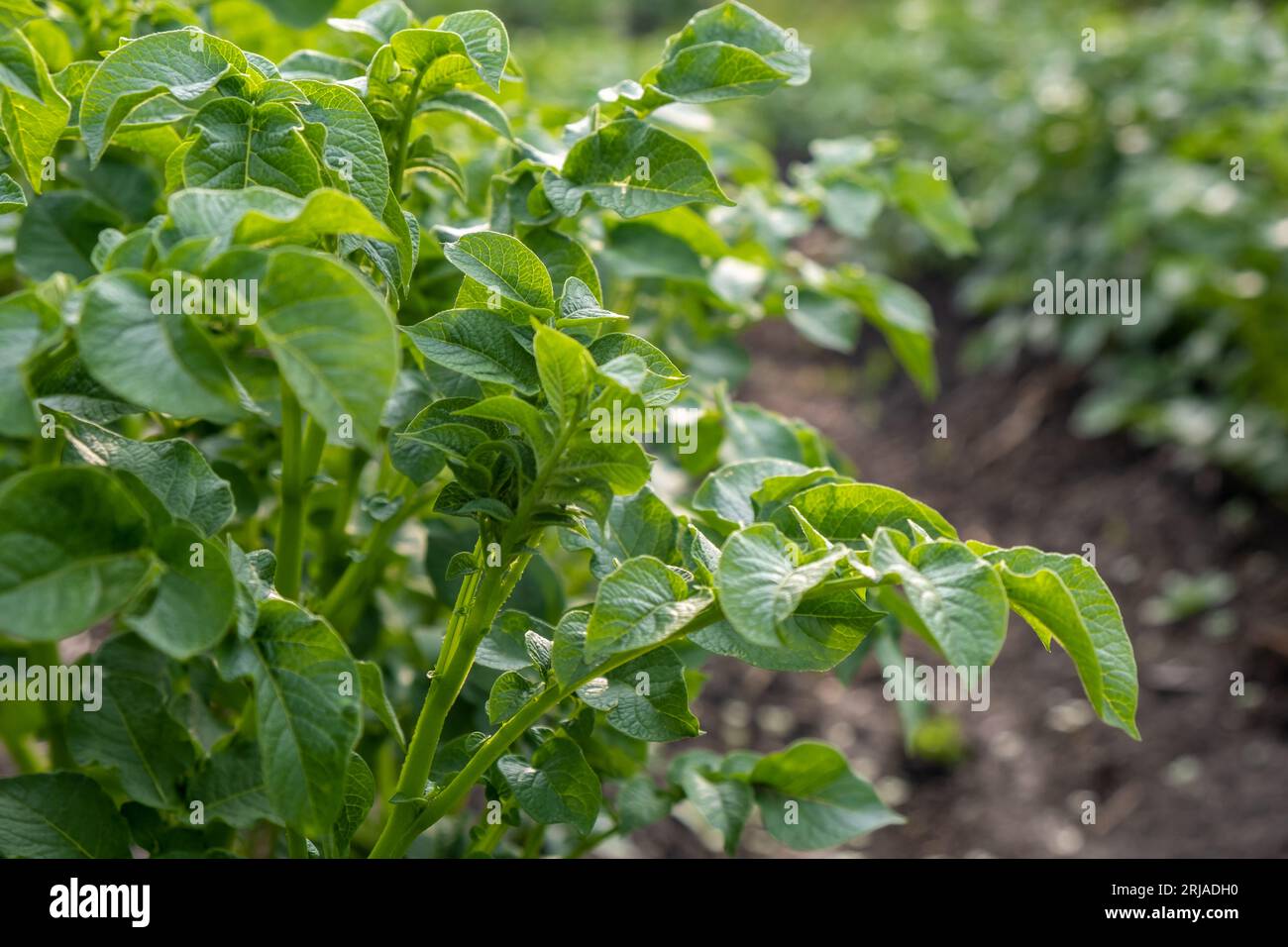 Green field of potato crops in a row. Agriculture. Growing of potato ...