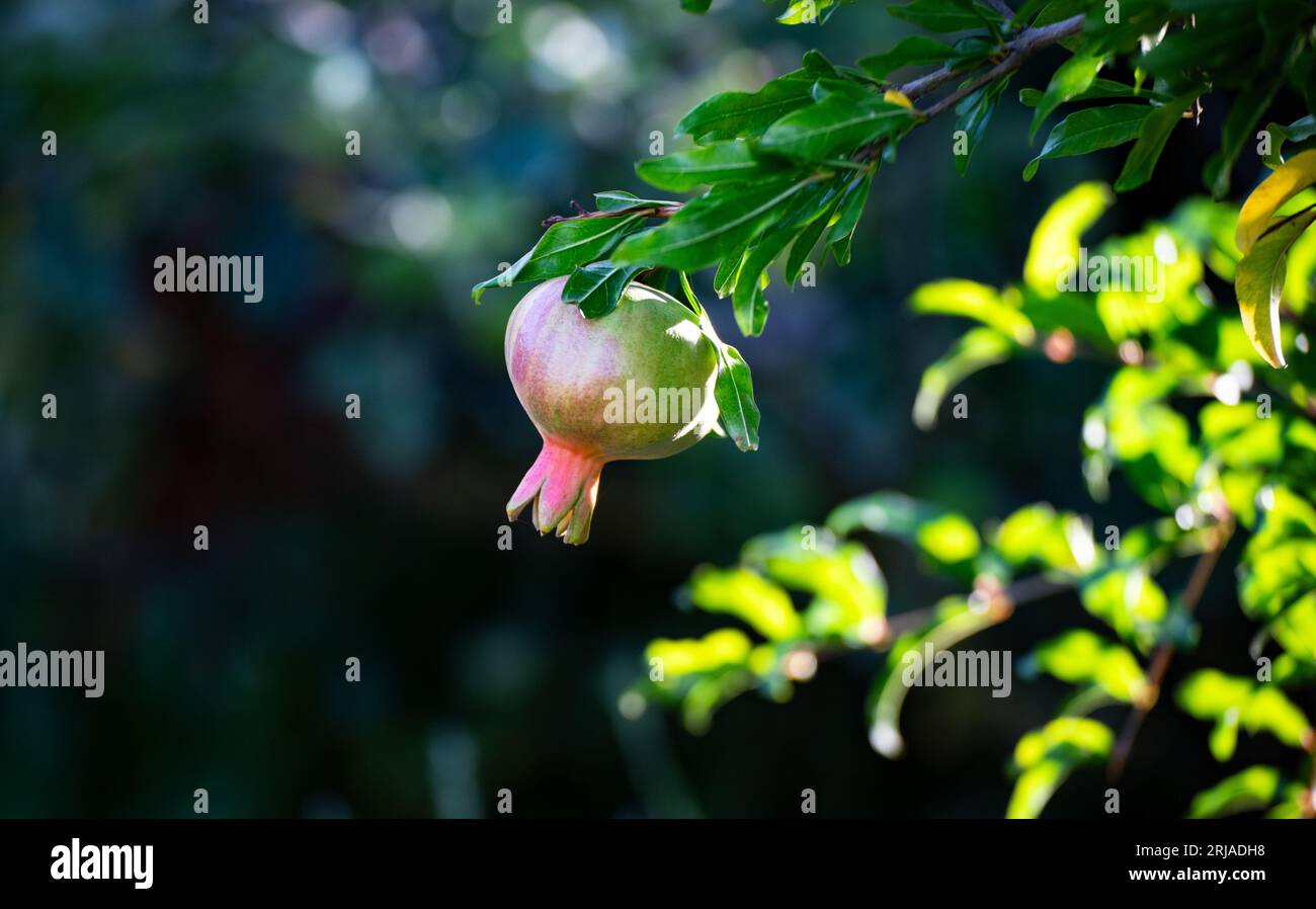 Organic farming the fruit of the unripe pomegranate Stock Photo - Alamy