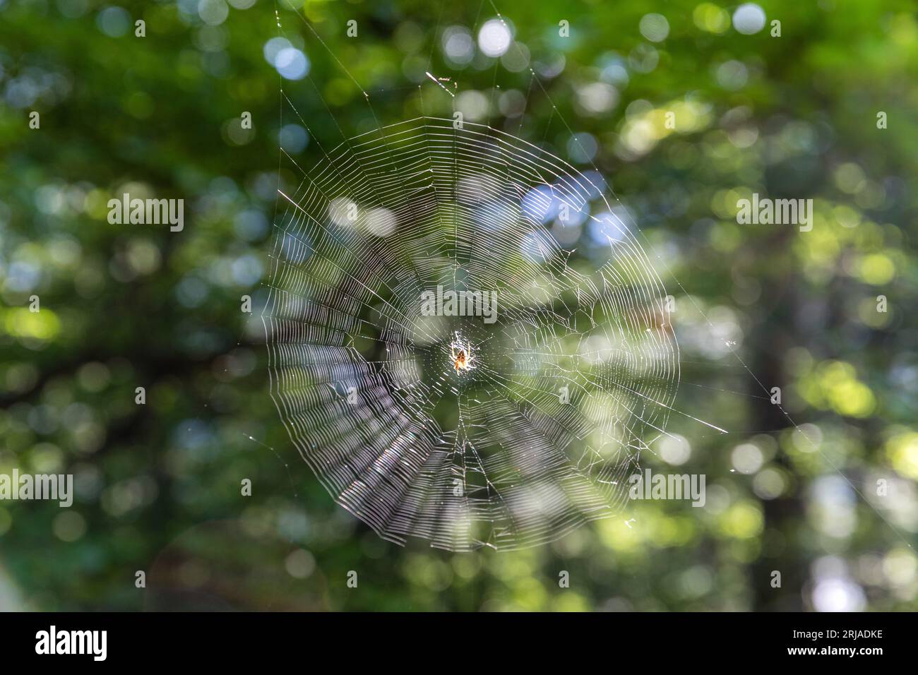 Finkenberg, Austria. 21st Aug, 2023. The wheel web of a spider glistens ...