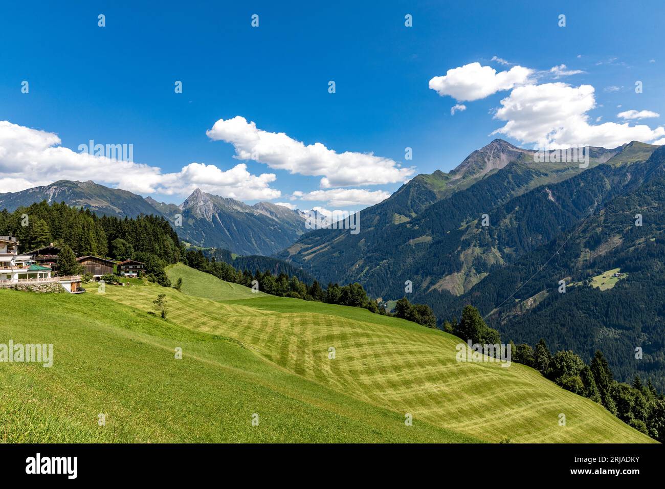 Finkenberg, Austria. 21st Aug, 2023. A meadow along a hiking trail on ...