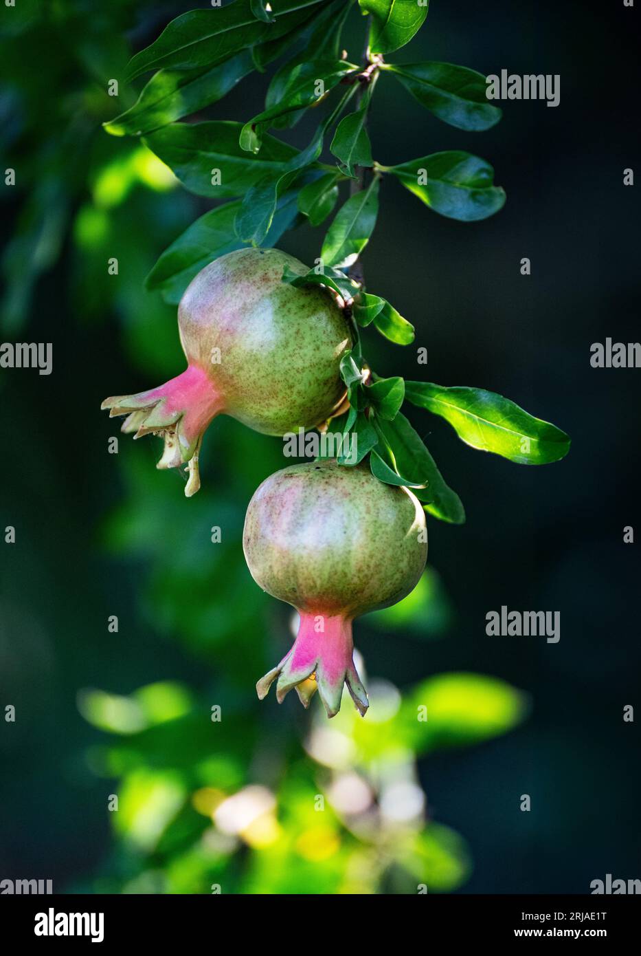 Organic farming the fruit of the unripe pomegranate Stock Photo - Alamy