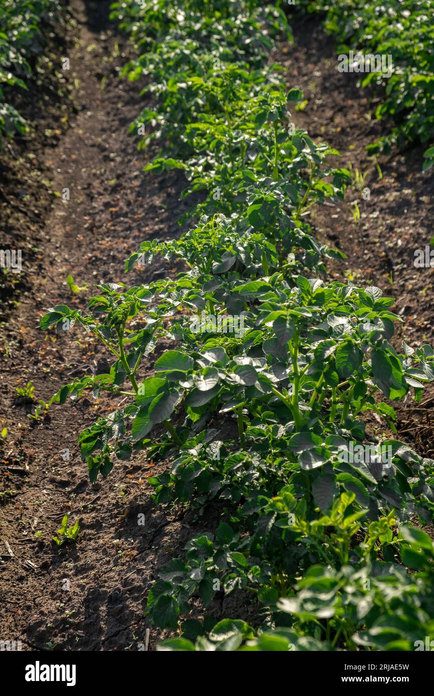 Green field of potato crops in a row. Agriculture. Growing of potato ...