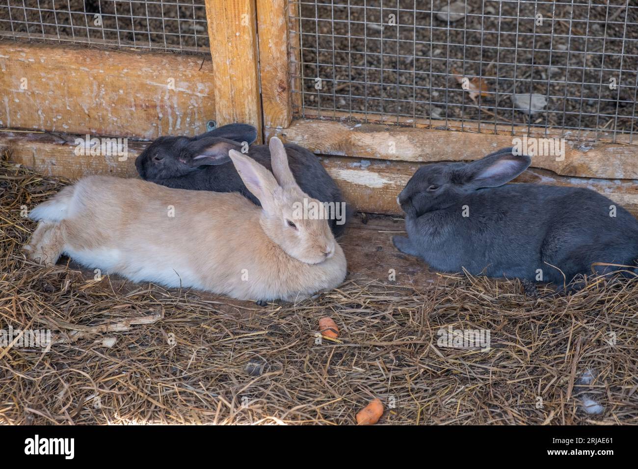 Different fluffy rabbits in the paddock lie resting and eating from ...