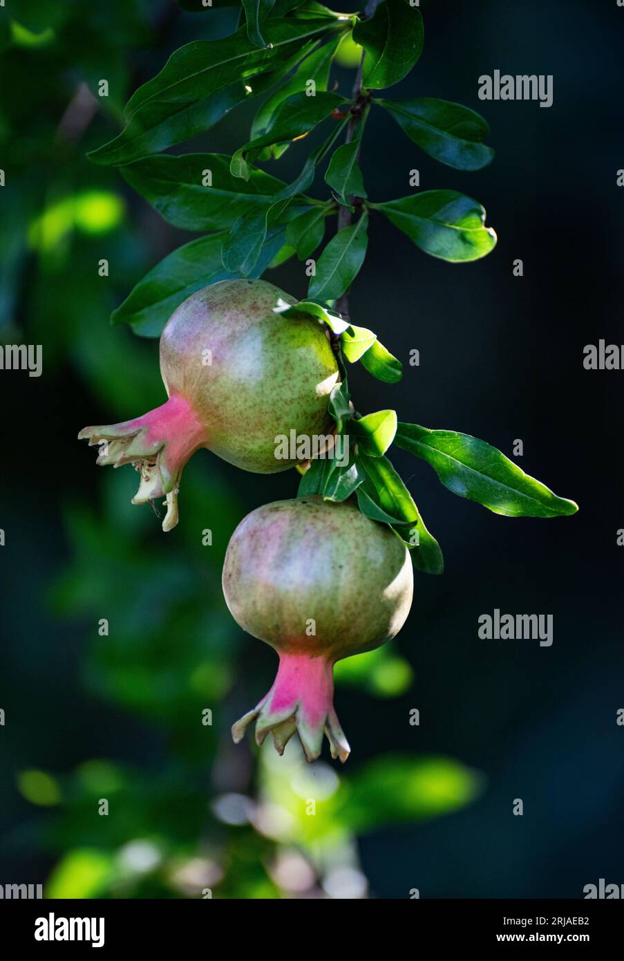 Organic farming the fruit of the unripe pomegranate Stock Photo - Alamy