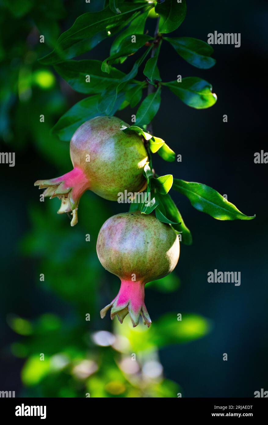 Organic farming the fruit of the unripe pomegranate Stock Photo - Alamy