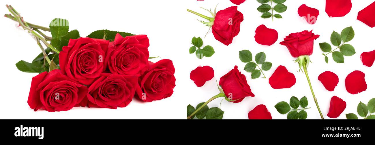 beautiful red rose isolated on white background Stock Photo - Alamy
