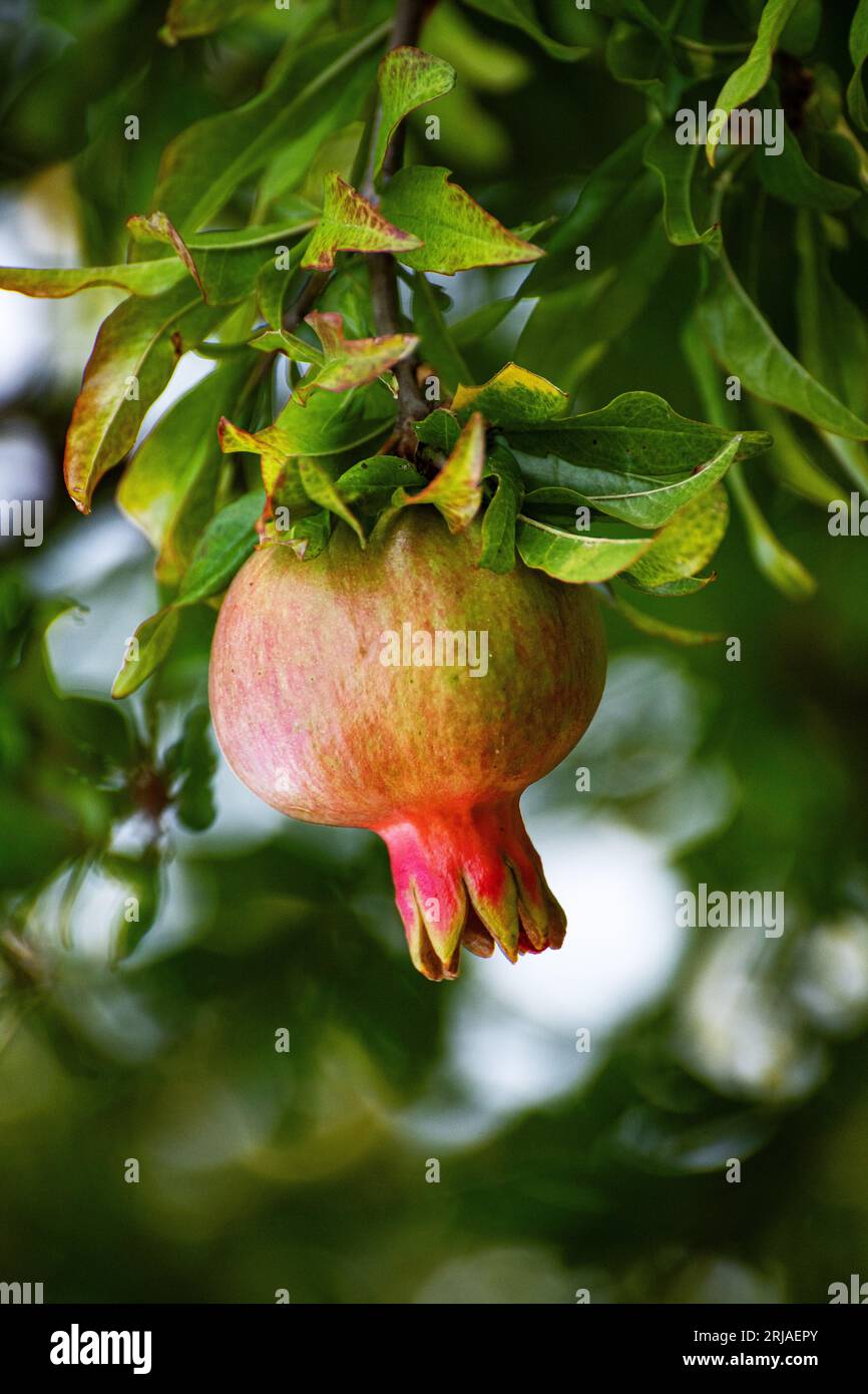 Organic farming the fruit of the unripe pomegranate Stock Photo - Alamy