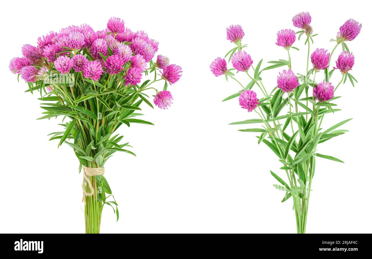 White trefoil Cut Out Stock Images & Pictures - Alamy