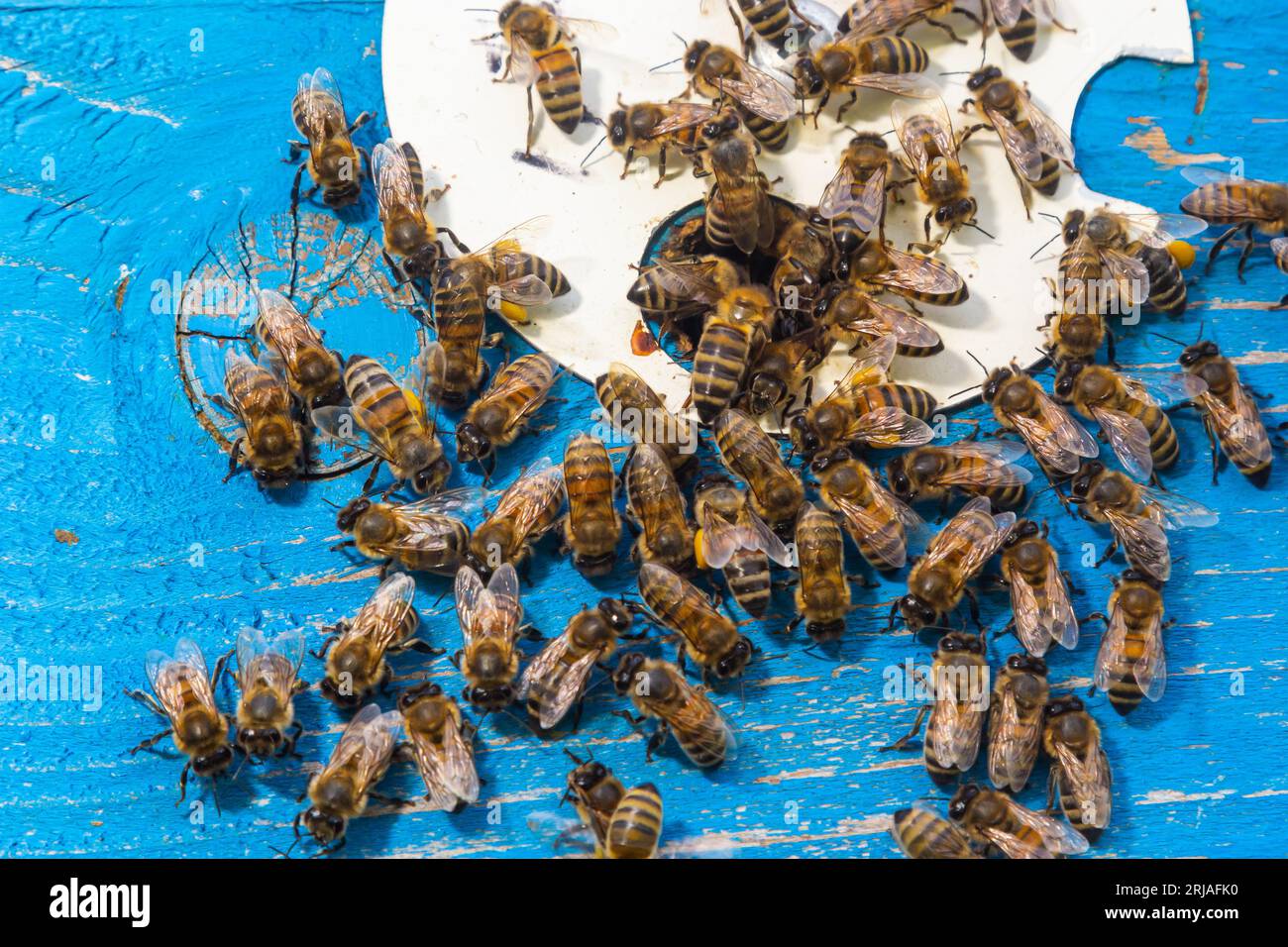 Bees fly around hive hi-res stock photography and images - Alamy