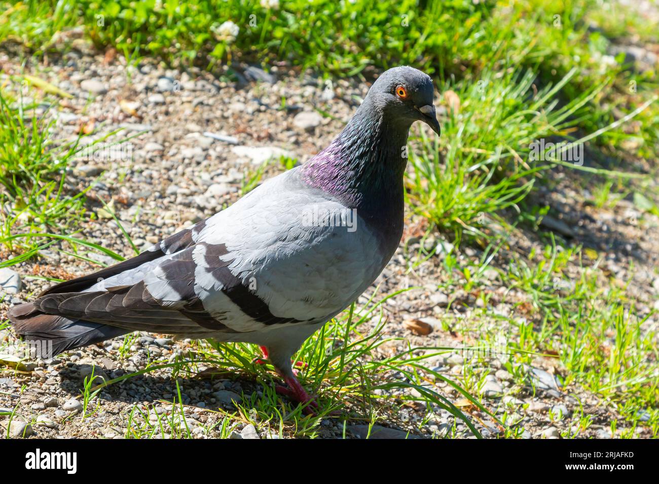 Pigeon walking on grass hi-res stock photography and images - Alamy