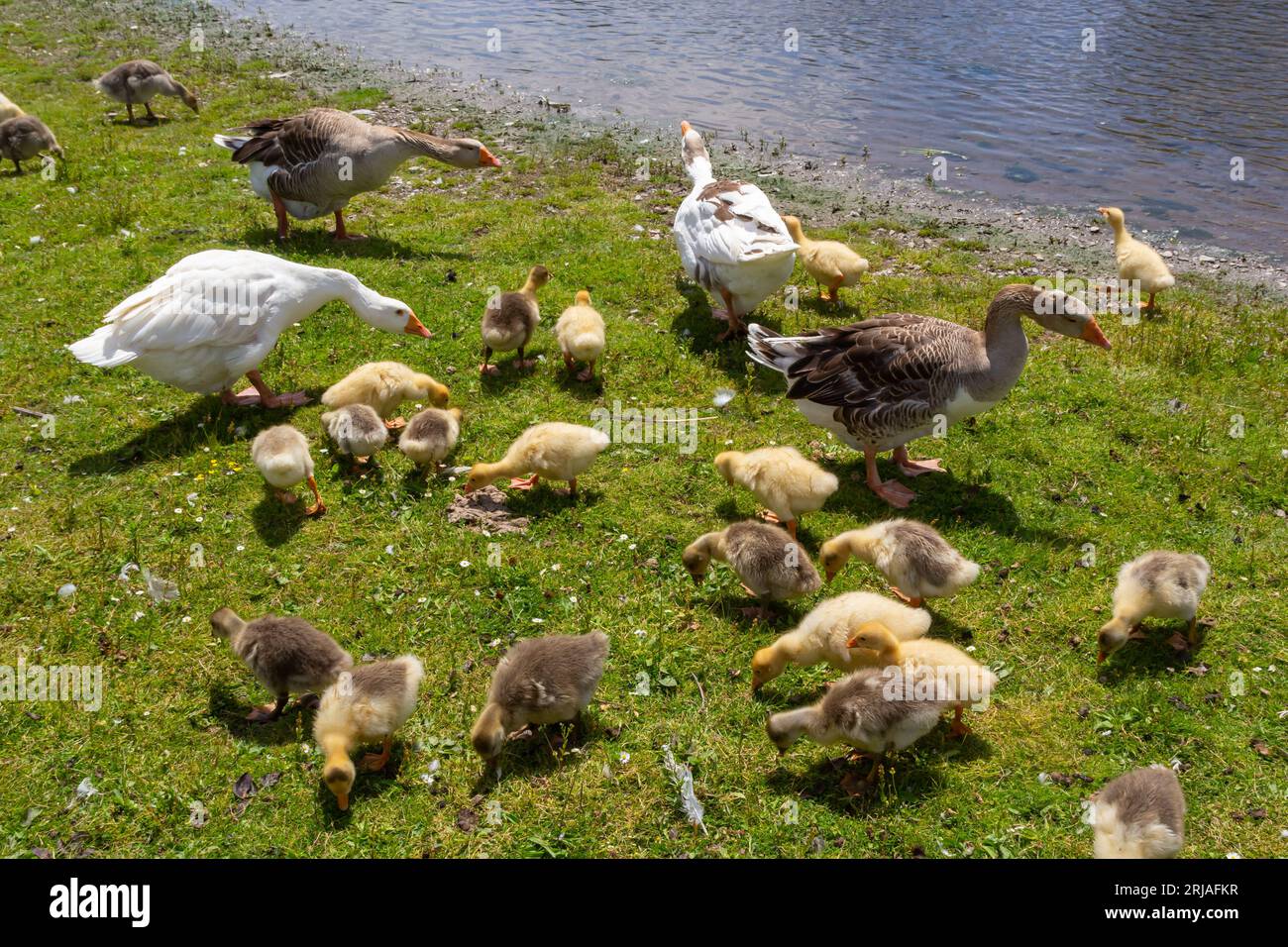 Duck mallard egypt hi-res stock photography and images - Alamy