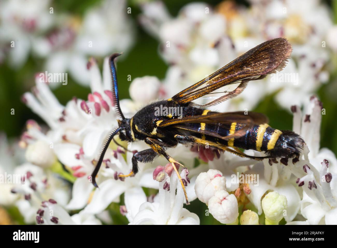 Paranthrene hi-res stock photography and images - Alamy