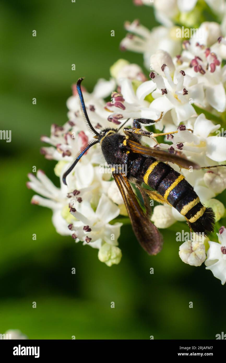 Paranthrene hi-res stock photography and images - Alamy