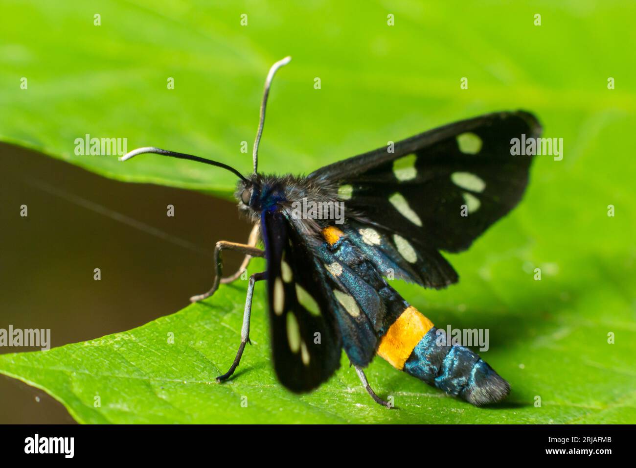 Nine-spotted moth or yellow belted burnet, Amata phegea, formerly ...