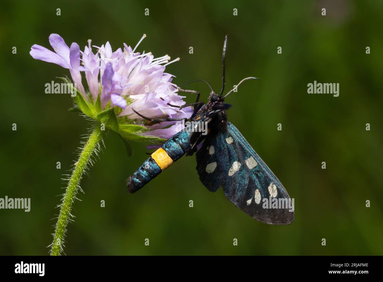 Close up of a nine spotted moth Amata phegea with spread wings Stock ...