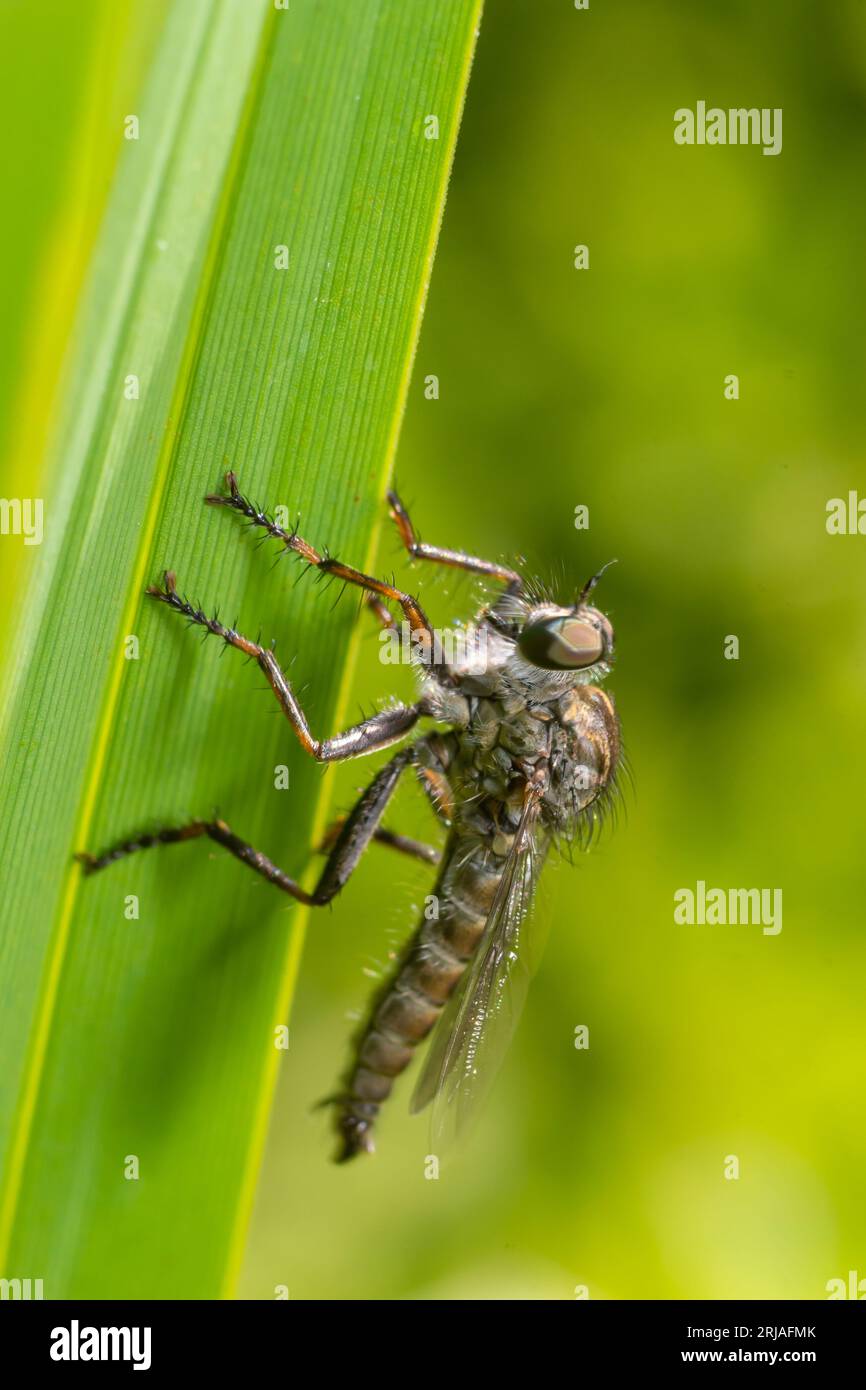 Awl leaf hi-res stock photography and images - Alamy