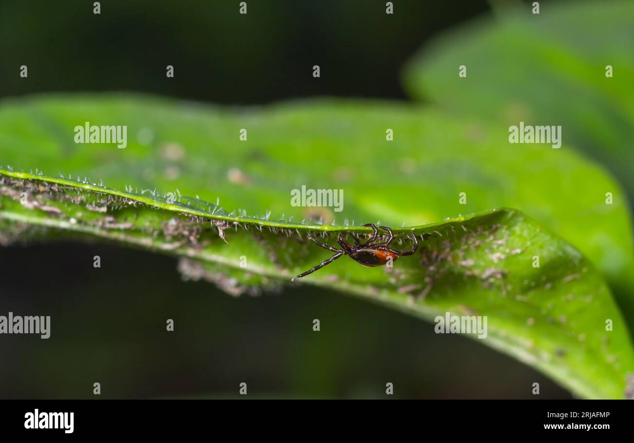 Deer tick on a green leaf background. Ixodes ricinus. Close-up of ...