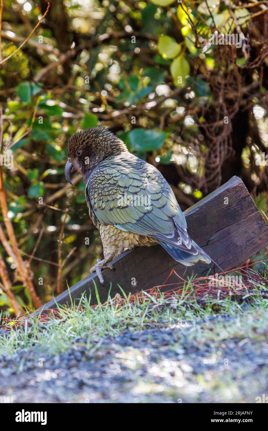 Alpine Parrot Photography