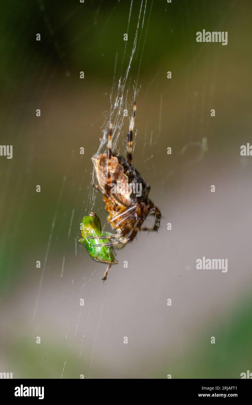 Close-up of a female European garden cross spider Araneus diadematus in ...