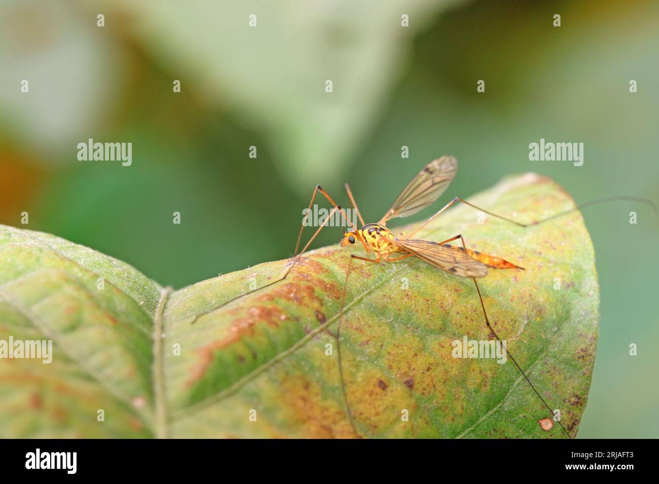 Insects diptera hi-res stock photography and images - Alamy