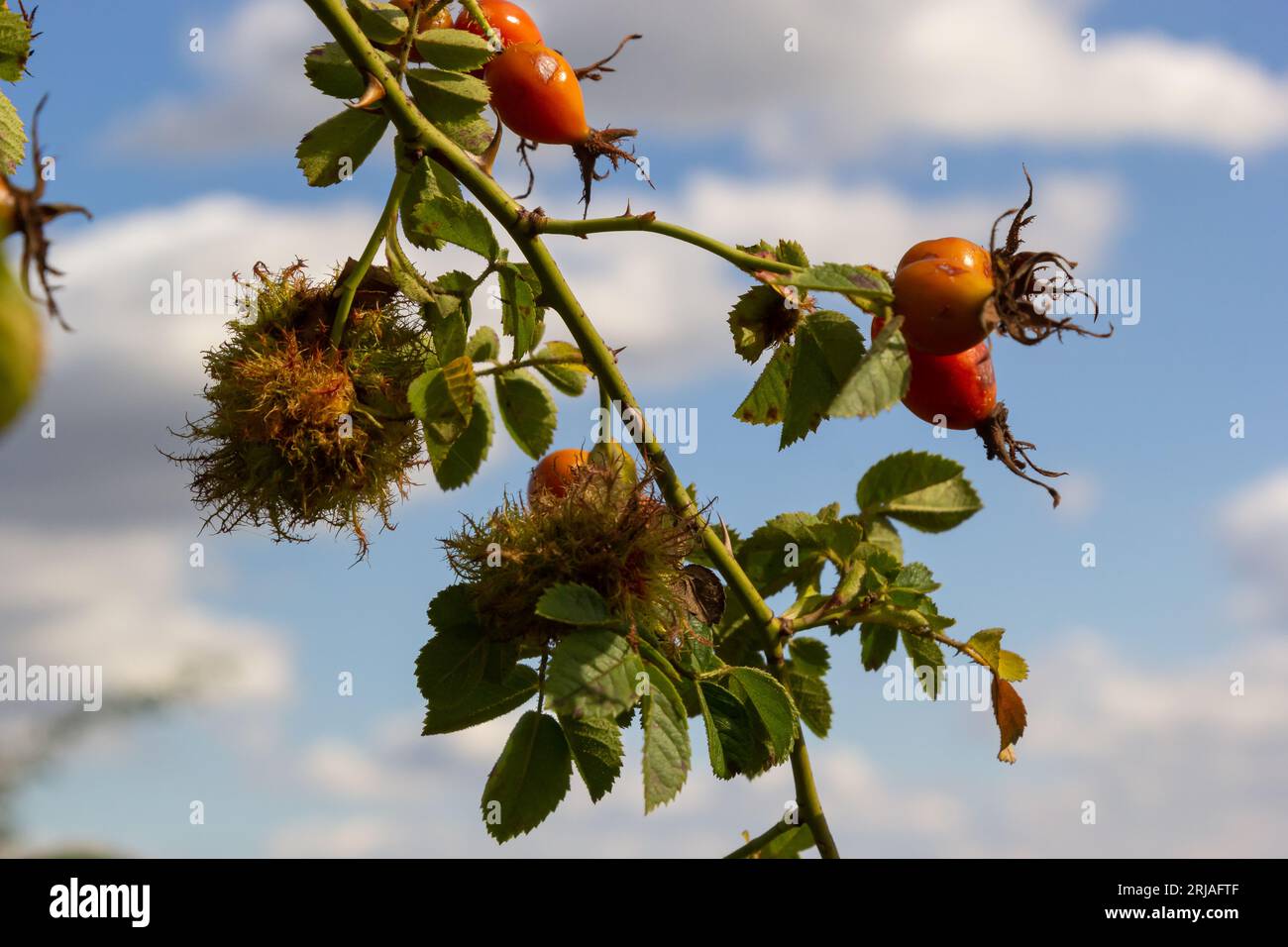 Rose bedeguar gall, caused by the gall wasp Diplolepis rosae, on a ...
