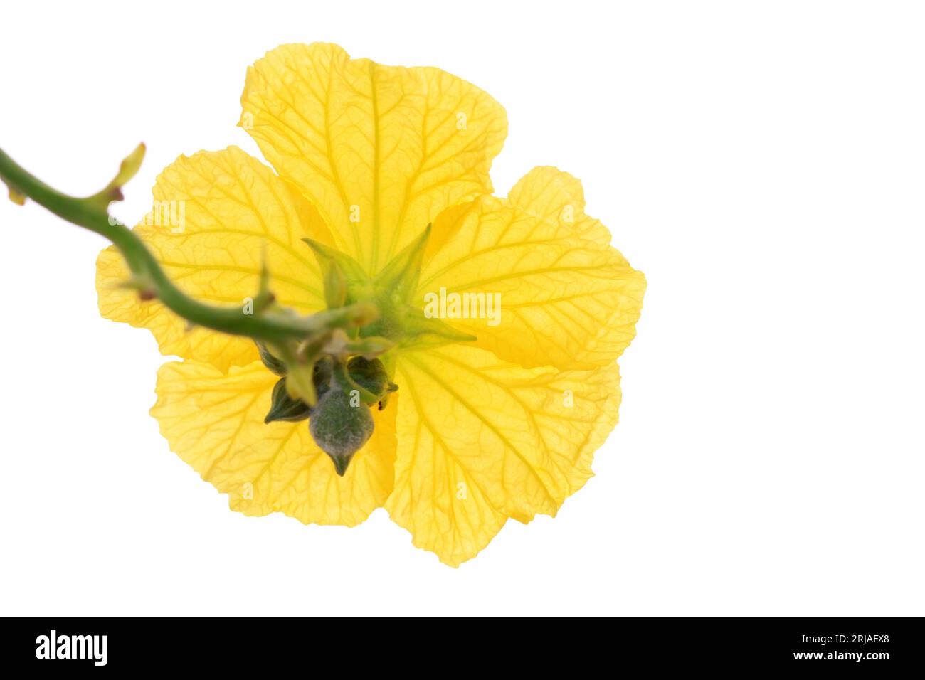 Calabash plant Cut Out Stock Images & Pictures - Alamy