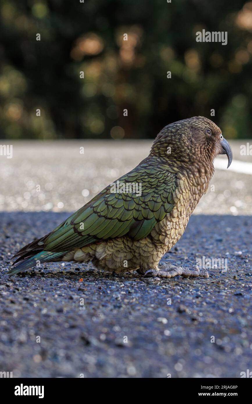 A kea sat in a carpark. The kea is a native alpine parrot that can be ...