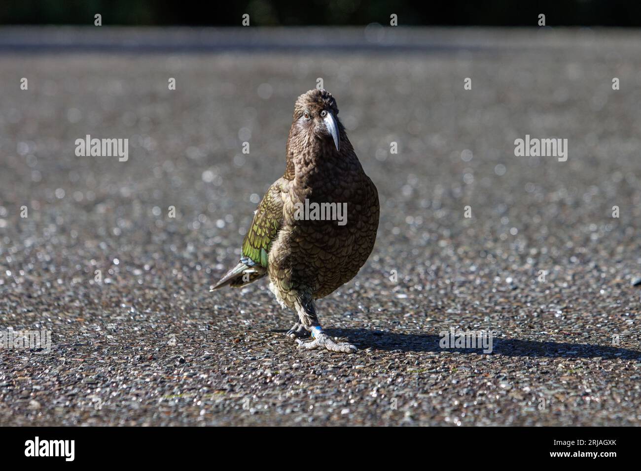 New zealand native parrot the kea hi-res stock photography and images ...