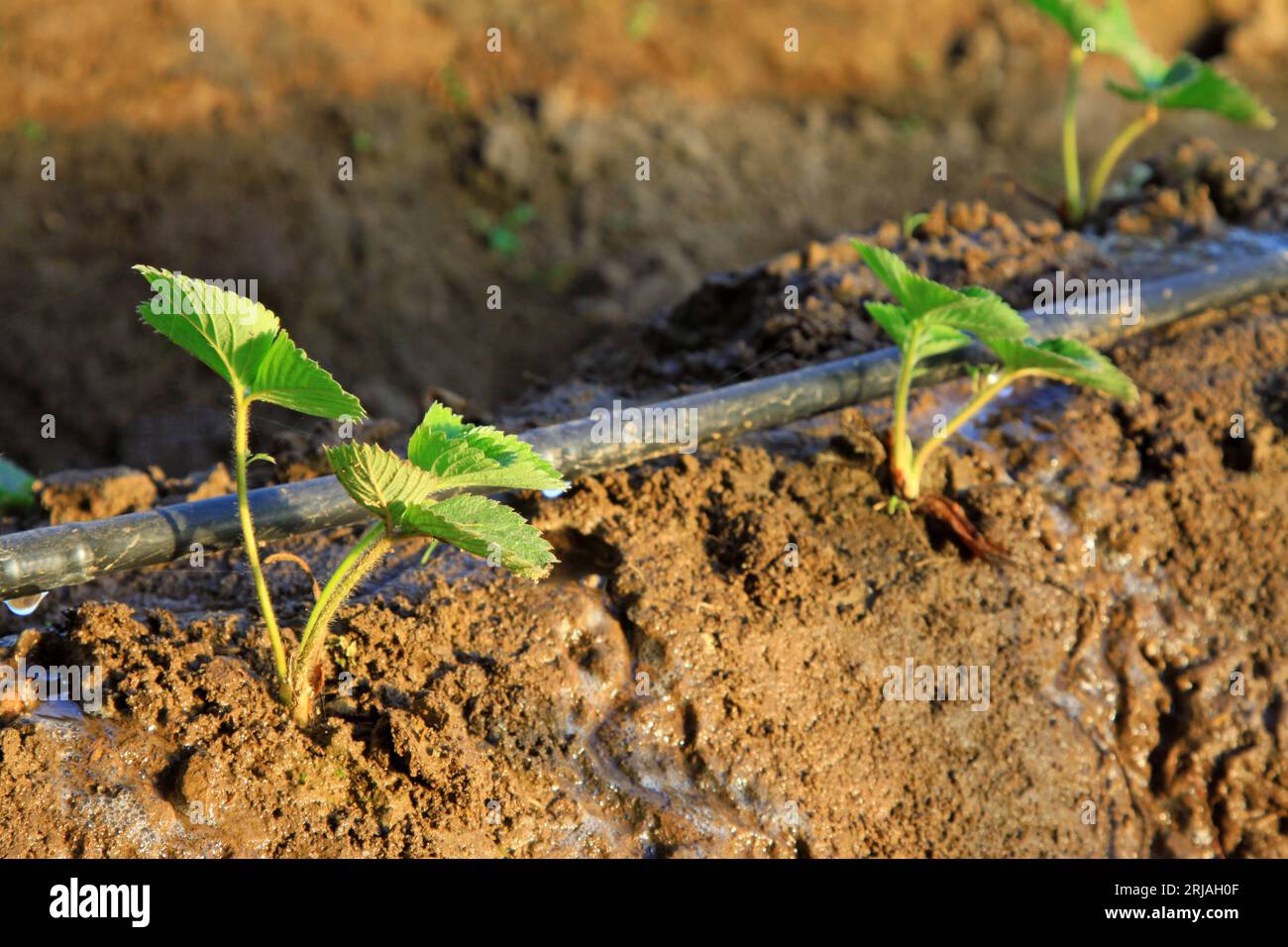 strawberry seedlings and irrigation facilities in a farm Stock Photo ...