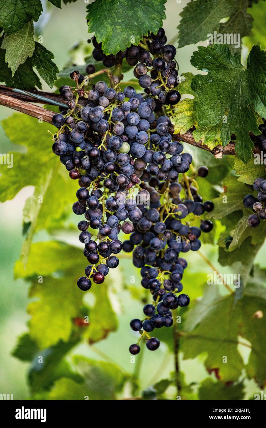 Organic farming grapes Stock Photo - Alamy