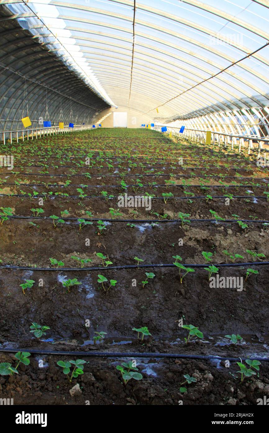greenhouse metal frame in a farm, closeup of photo Stock Photo - Alamy