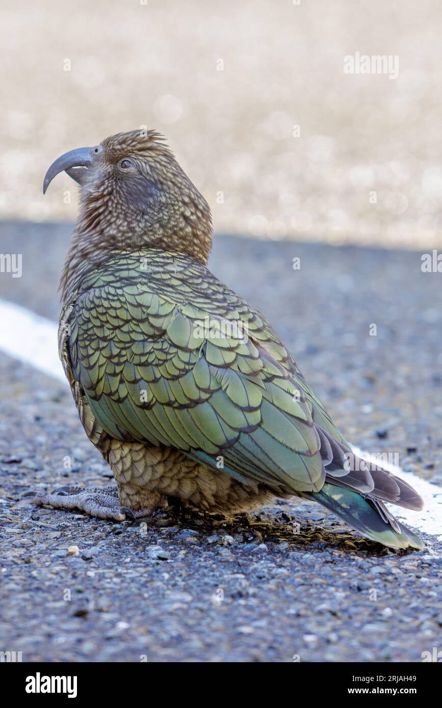 New zealand native parrot the kea hi-res stock photography and images ...