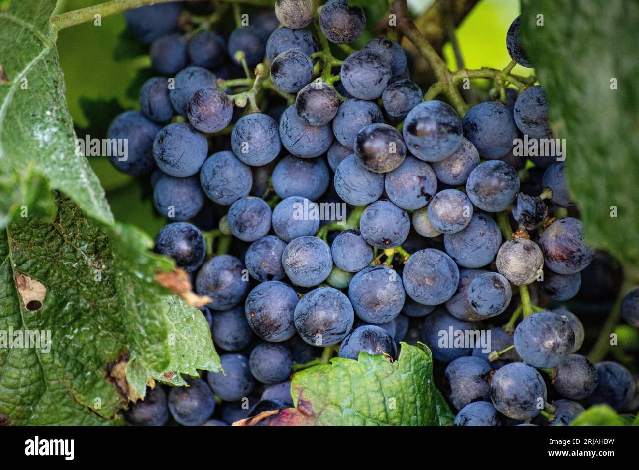Organic farming grapes Stock Photo - Alamy