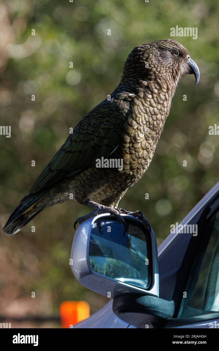 Birding window hi-res stock photography and images - Alamy