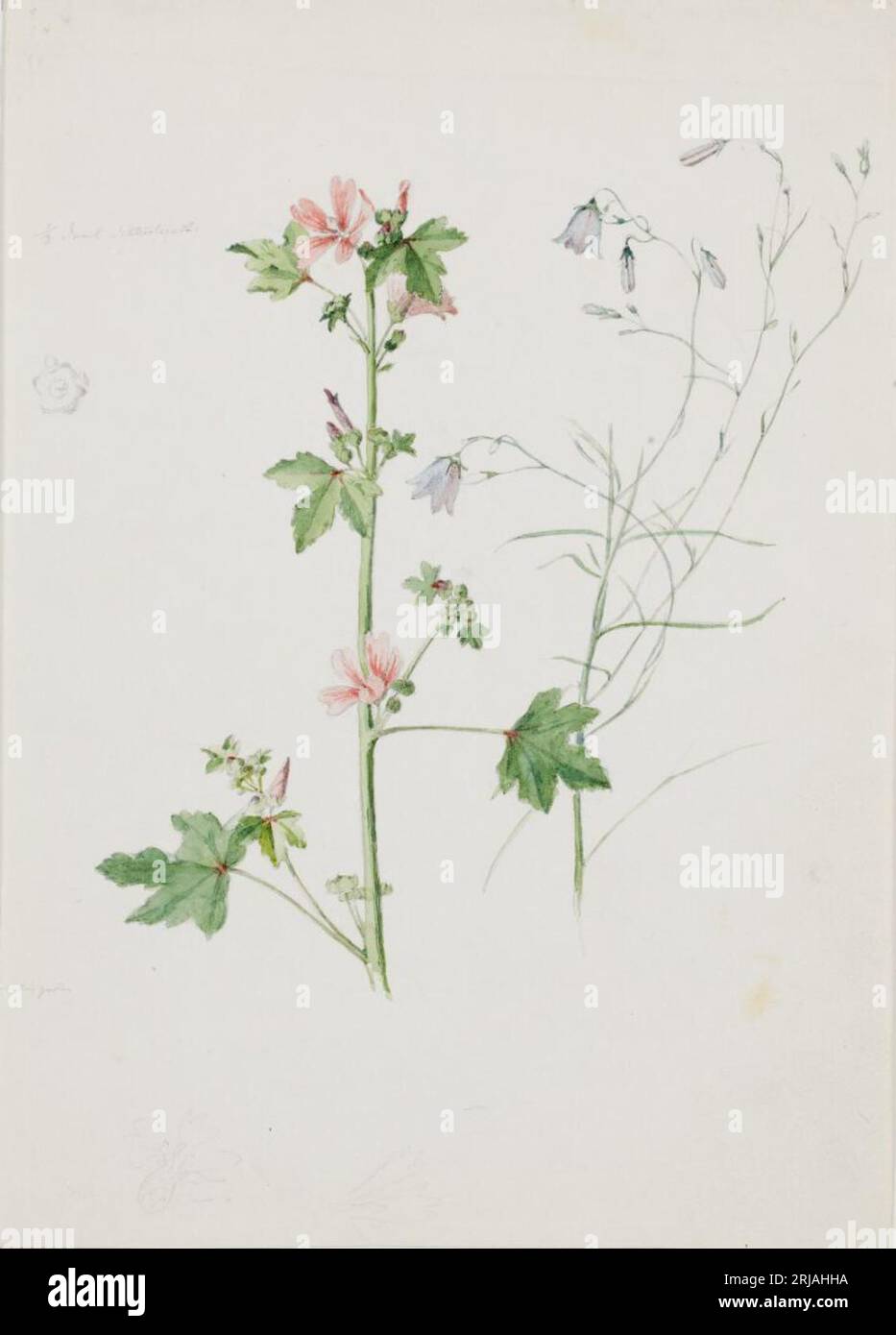 Classical botanical study hi-res stock photography and images - Alamy