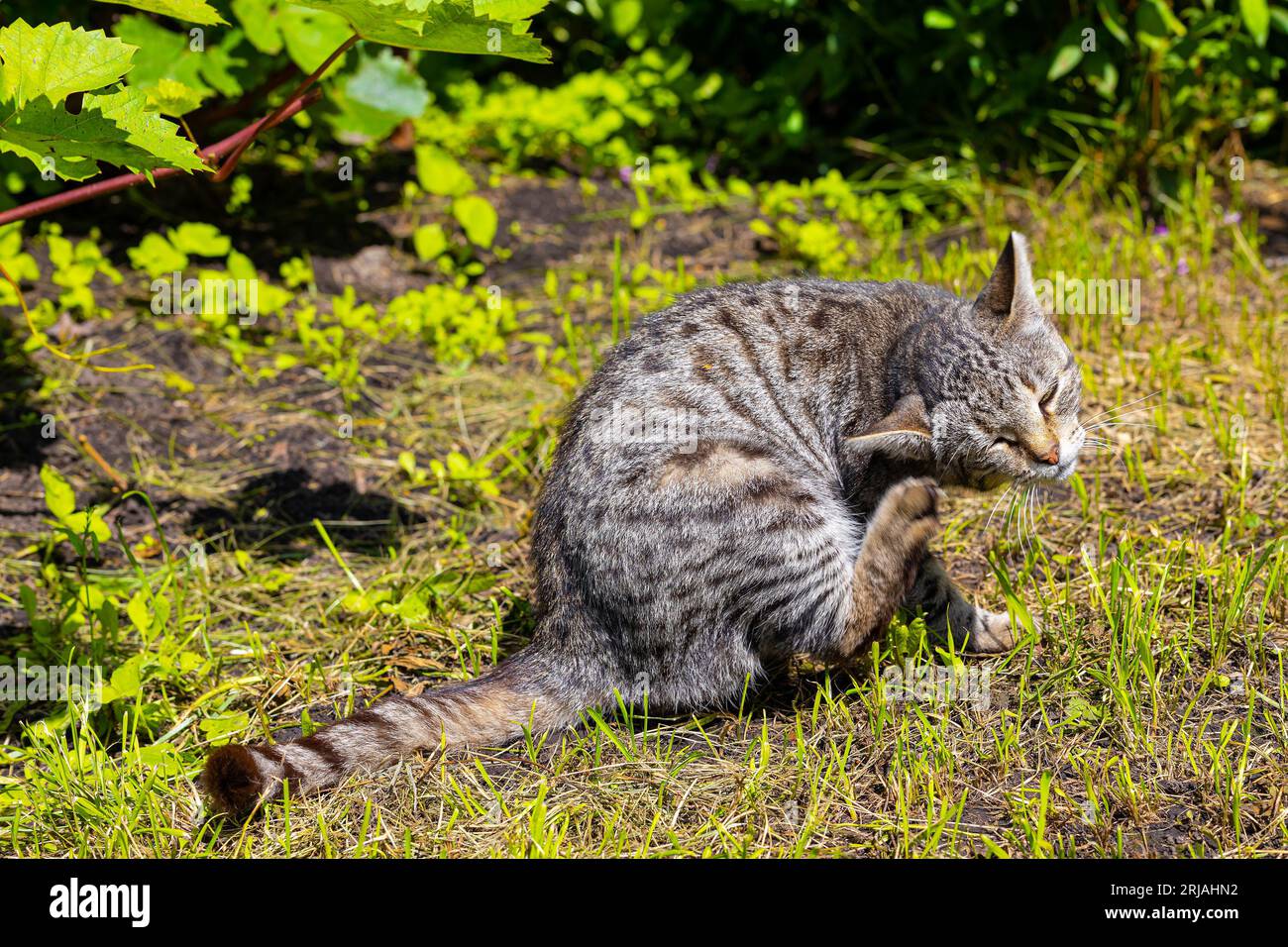 the cat is scratching the ear with its back paw, in motion. High ...