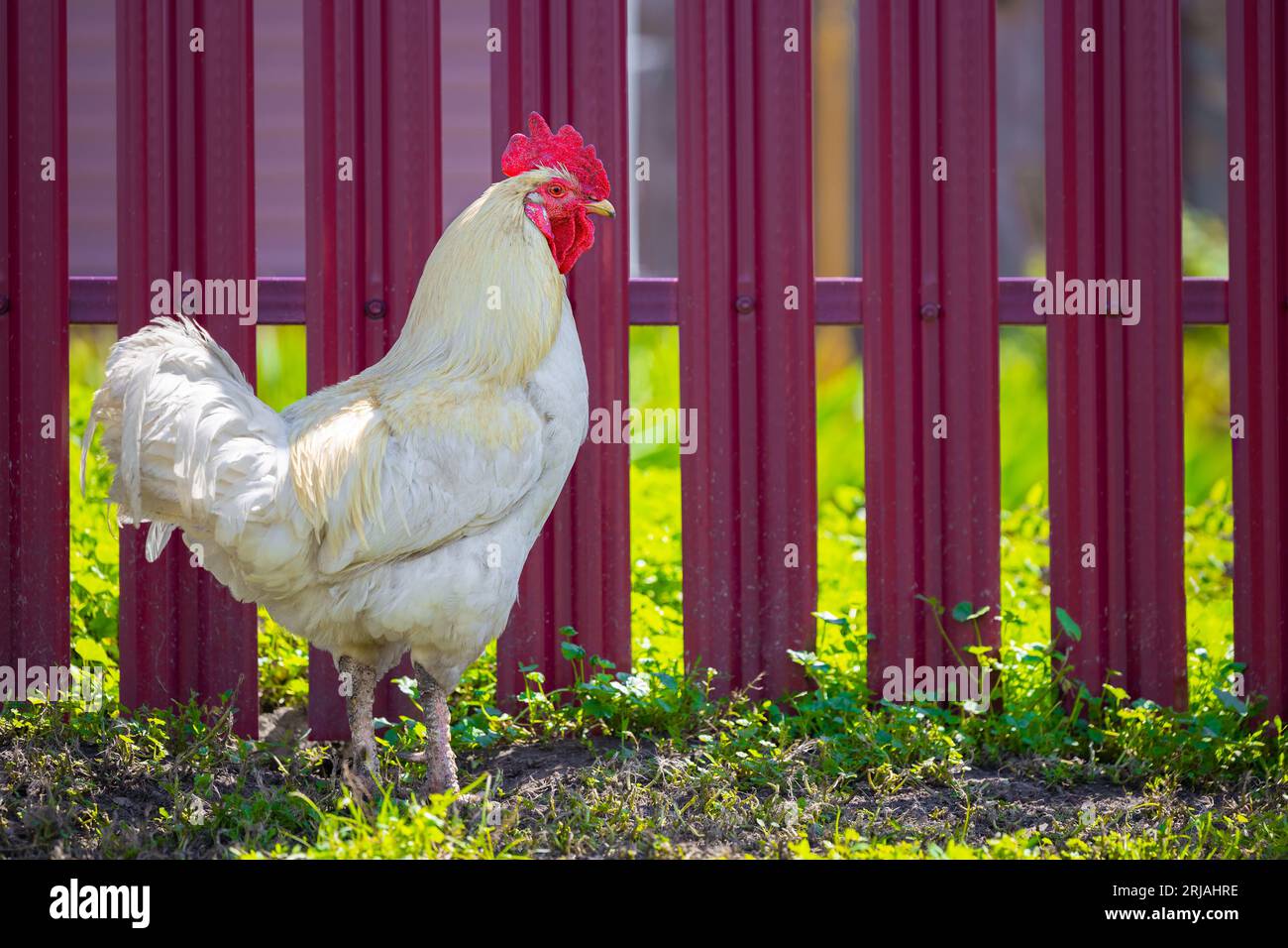 Rooster on fence hi-res stock photography and images - Alamy