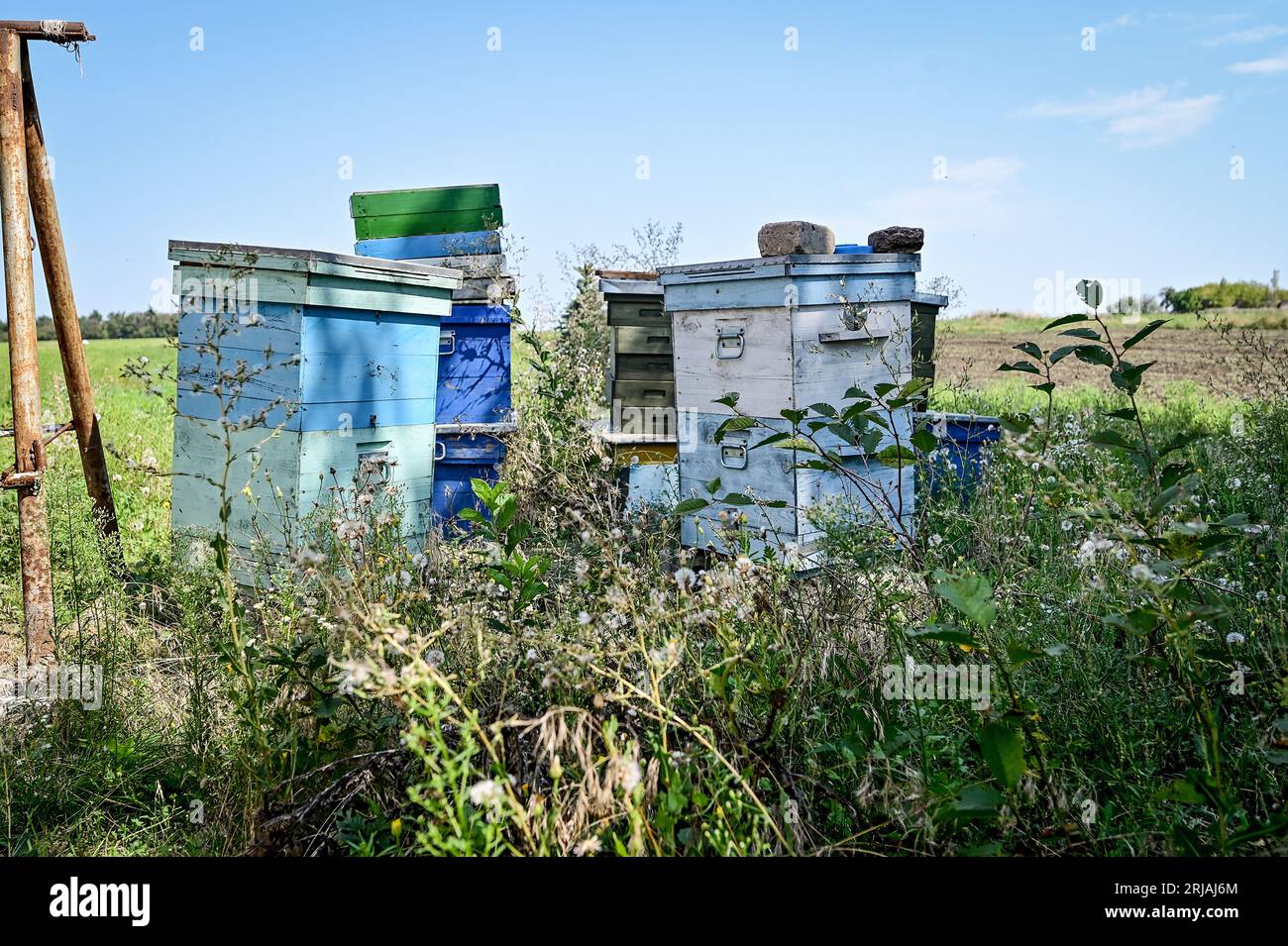 ZAPORIZHZHIA REGION, UKRAINE - AUGUST 21, 2023 - Beehives are pictured ...