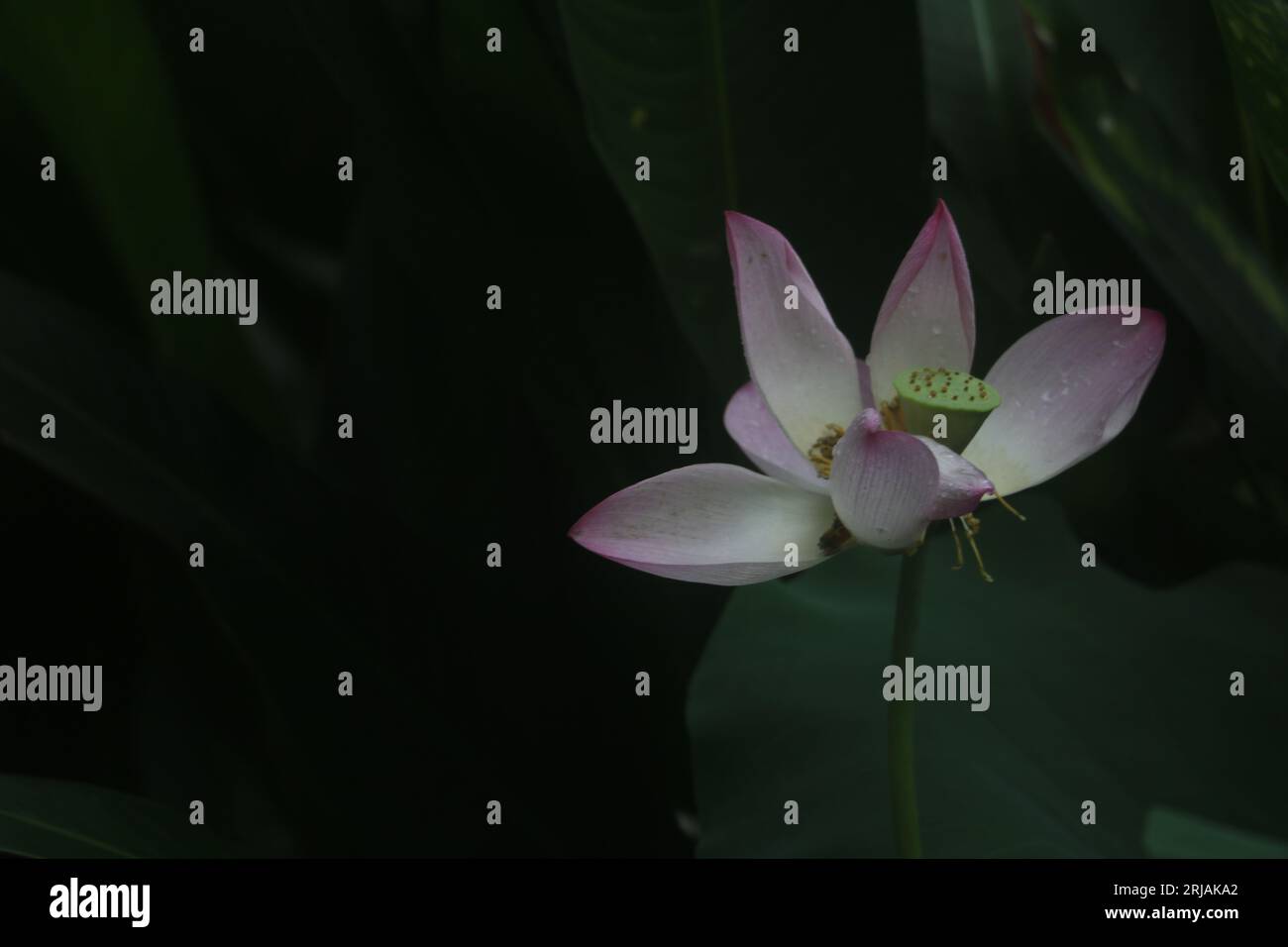 A close-up of a vibrant pink Nut-bearing lotus (Nelumbo nucifera ...