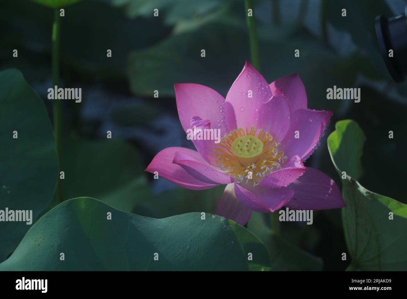 A close-up of a vibrant pink Nut-bearing lotus (Nelumbo nucifera ...