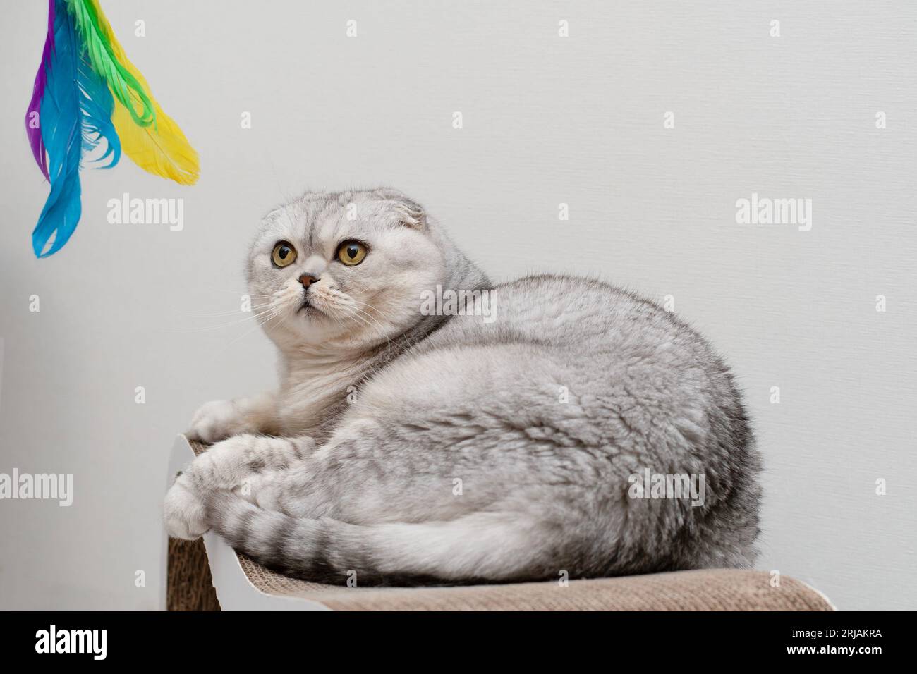 Pets concept. A beautiful gray cat of the Scottish Fold breed sits on a ...