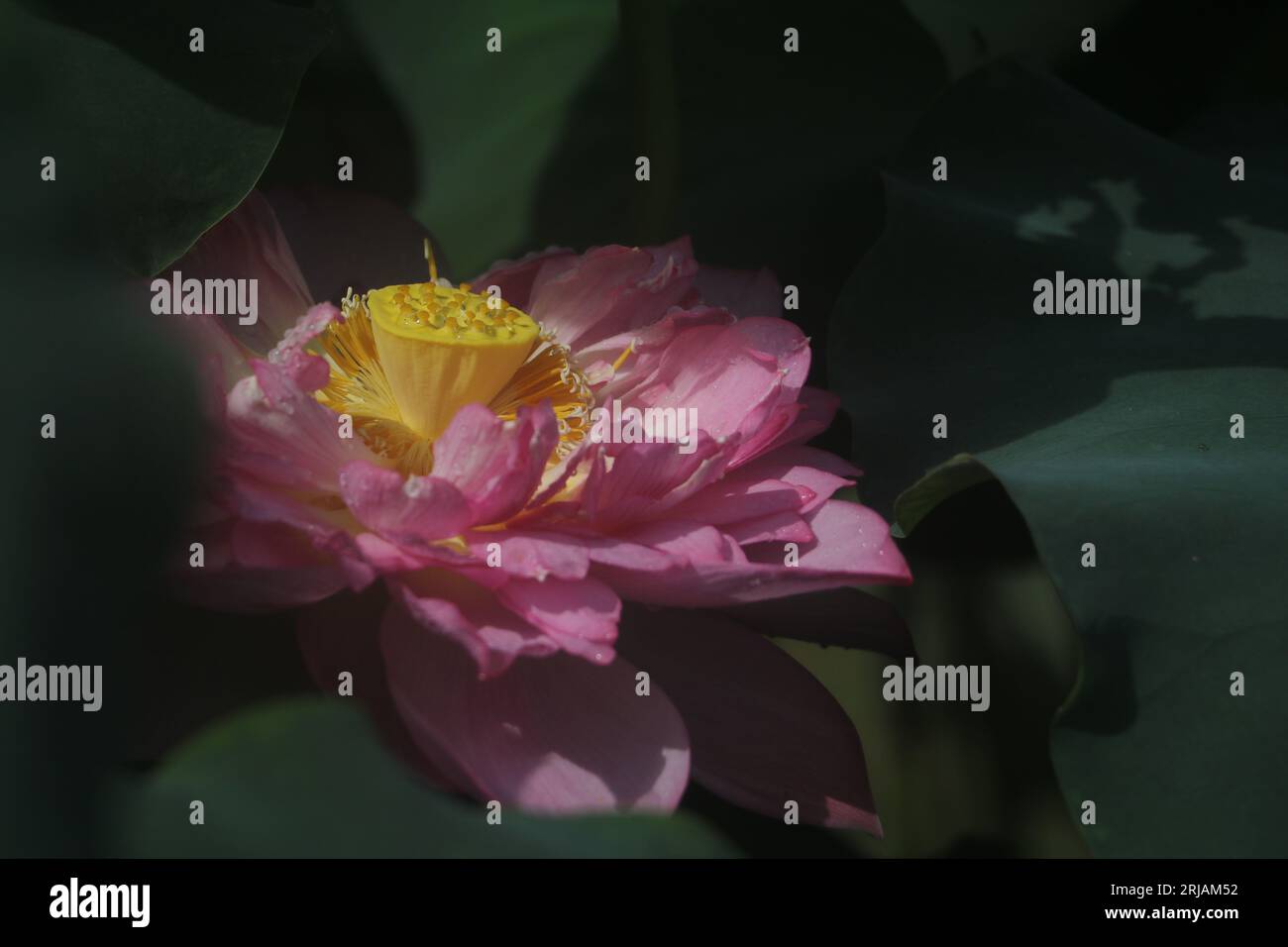 A close-up of a vibrant pink Nut-bearing lotus (Nelumbo nucifera ...