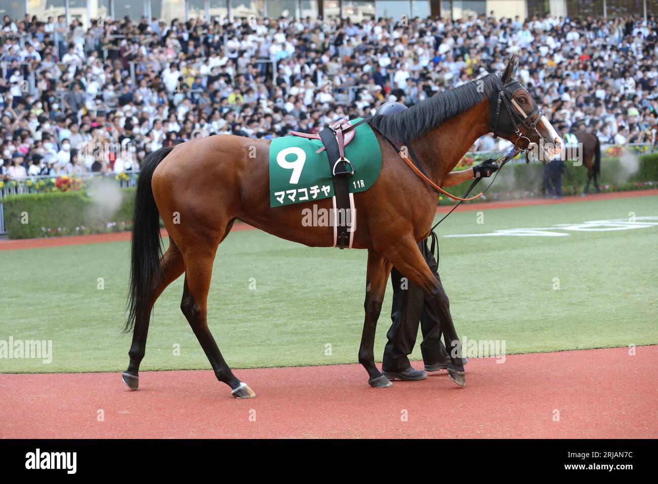 Fukuoka, Japan. 20th Aug, 2023. Mama Cocha is led through the paddock ...
