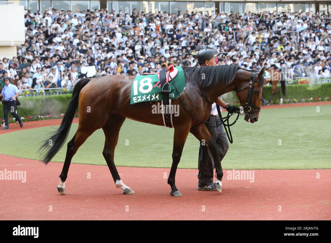 Fukuoka, Japan. 20th Aug, 2023. Mozu Meimei is led through the paddock before the TV Nishinippon ...